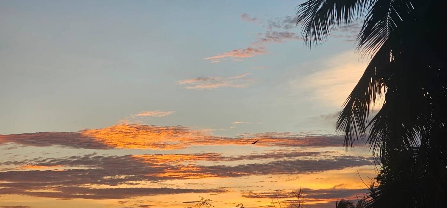 🌅The Sunset Birds